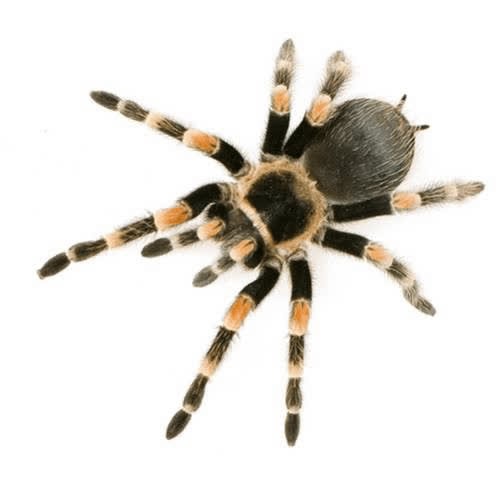 Artropode. Clasa Arahnidele.